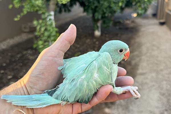 Indian ringnecks