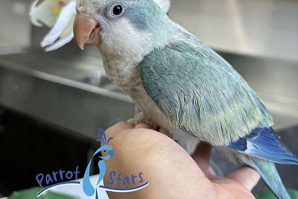 Baby Blue Opaline Quaker Parrot Available at Parrot Stars!