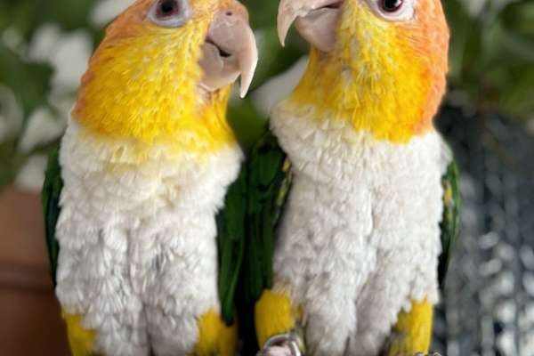 Pair of caiques