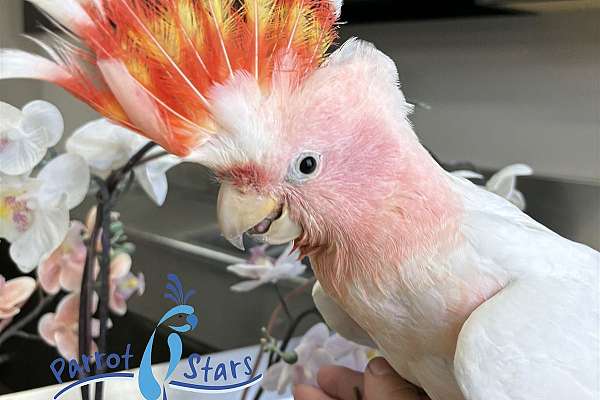 Baby Major Mitchell Cockatoo Available at Parrot Stars!