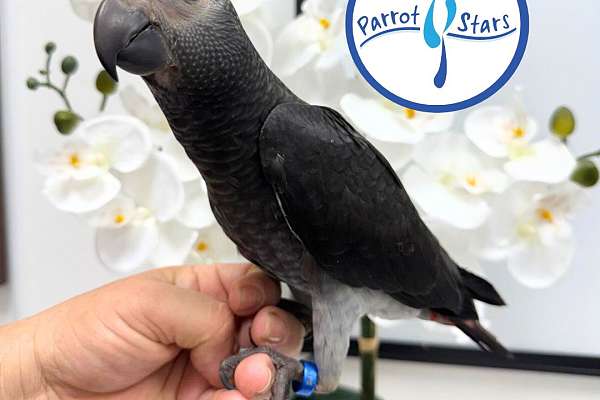 Baby Timneh African Grey Available at Parrot Stars!