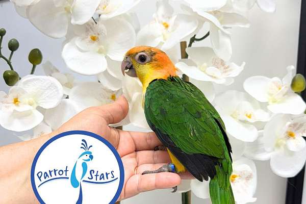 Baby White Bellied Caique Available at Parrot Stars!