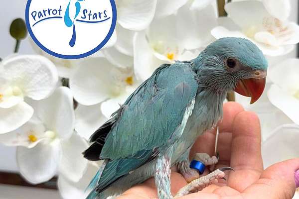Baby Blue Turquoise Indian Ringneck Available at Parrot Stars!