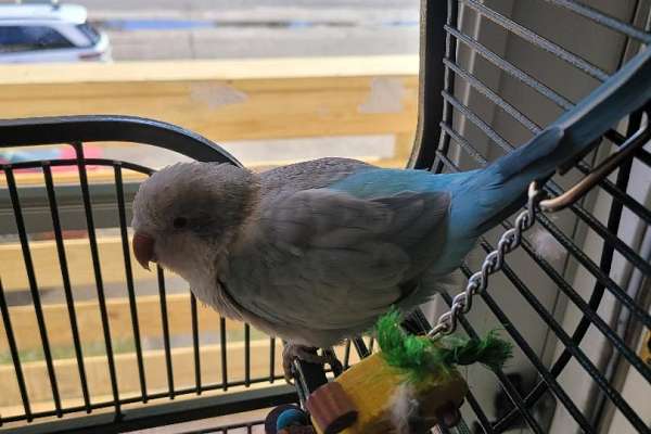 Beautiful Blue Quaker Parrot