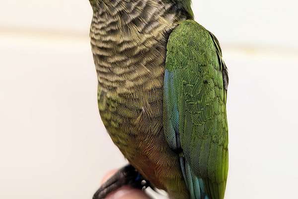 Luca, the Green Cheek Conure