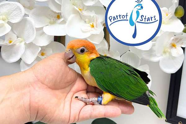 Baby White Bellied Caique Available at Parrot Stars!