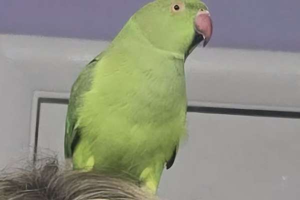 Female indian ringneck