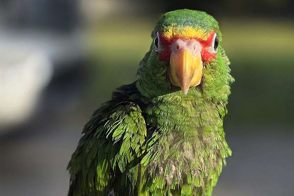 White fronted amazon parrot