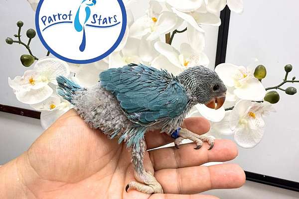 Baby Blue Indian Ringneck Available at Parrot Stars!