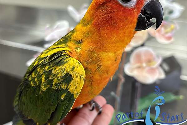 Baby Sun Conure Available at Parrot Stars!