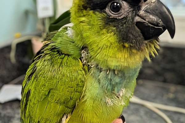 Chatot, the Nanday Conure
