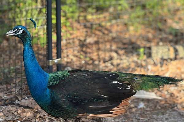 Stunning India Blue- Black Shoulder Male