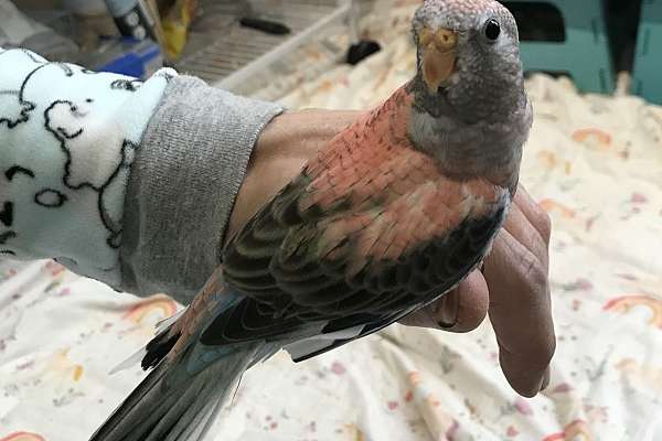 Baby Rosy Bourke Parakeet