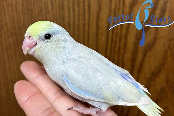 Baby Turquoise Dilute Pacific Parrotlet Available at Parrot Stars!