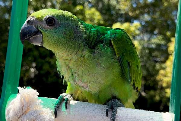 Baby Yellow Naped Amazon