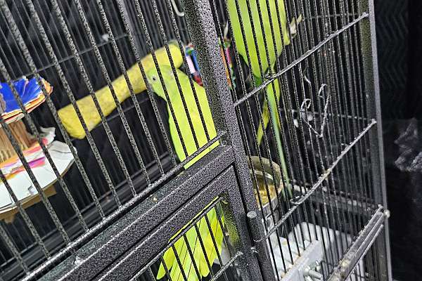 Pair Green split blue Opaline indian ringneck