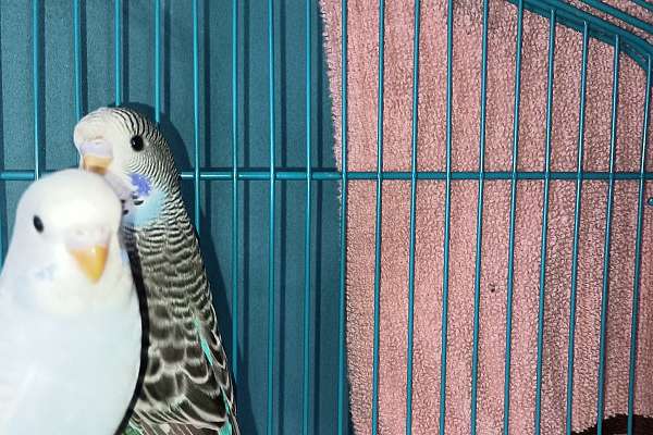 Hand tame young parakeets