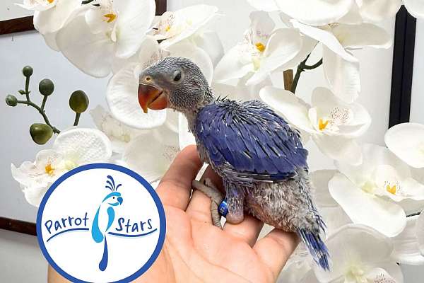 Baby Violet Cobalt Indian Ringneck Available at Parrot Stars!