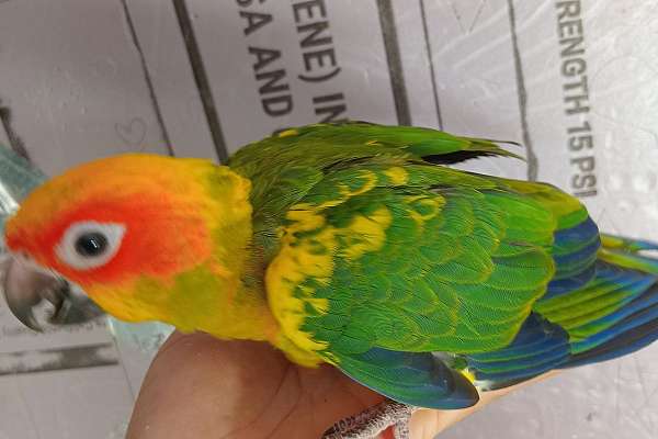 Sun conure
