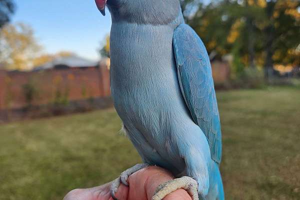 Beautiful Blue Female Ringneck