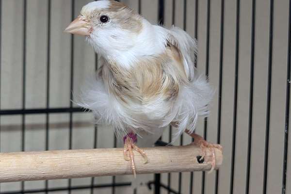 Fiorino Frilled Canary
