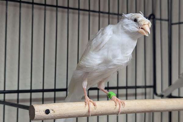 White Crested Fiorino