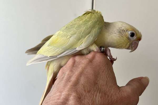 Rare Conure Color-CinnaMint