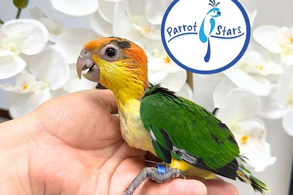 Baby White Bellied Caique Available at Parrot Stars!