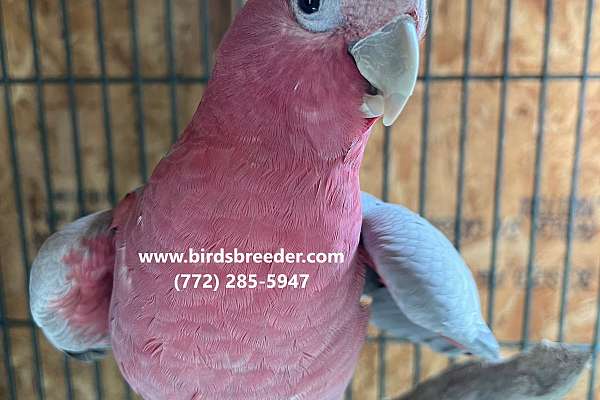 Baby Rose Breasted Cockatoo available $3,000 ea. Multi-purchase discount av