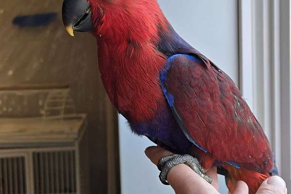 Seram Island Grand Eclectus Baby