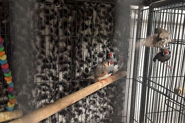 Zebra finches