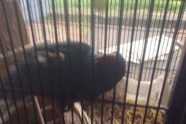 Finches and beautiful parakeets for sale must go cheap