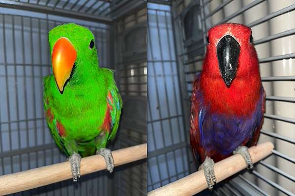 Breeding pair of Eclectus