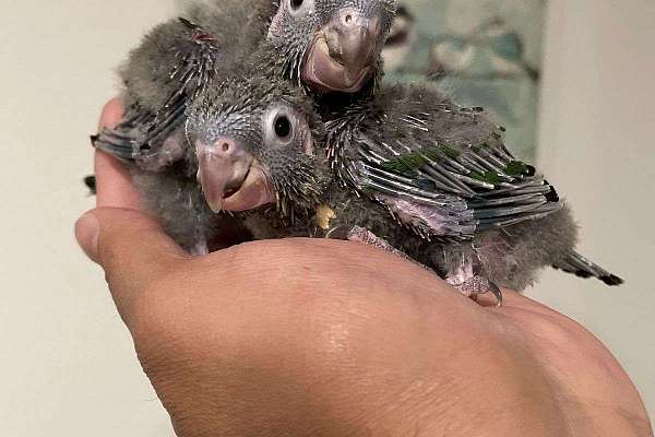 Crimson Bellied Conure Baby