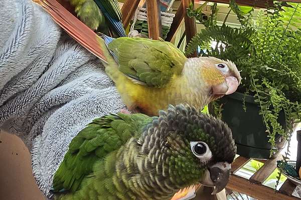 Green cheek conures - 2 months old