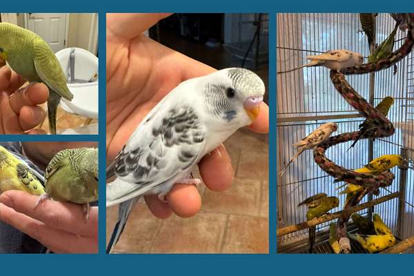 Parakeets looking for loving new homes.