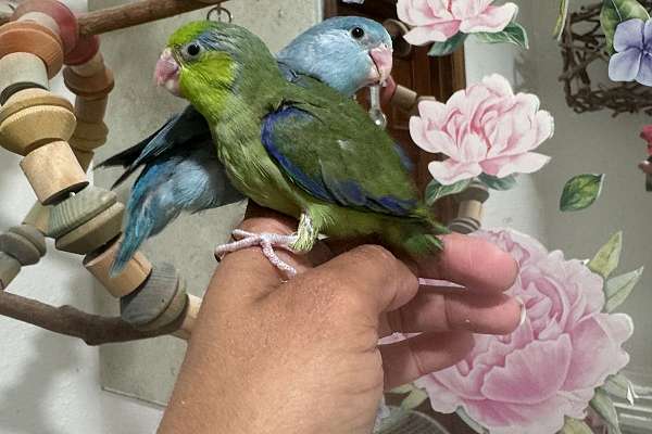 Baby Pacific/Celestial Parrotlets