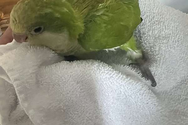 Baby Quaker