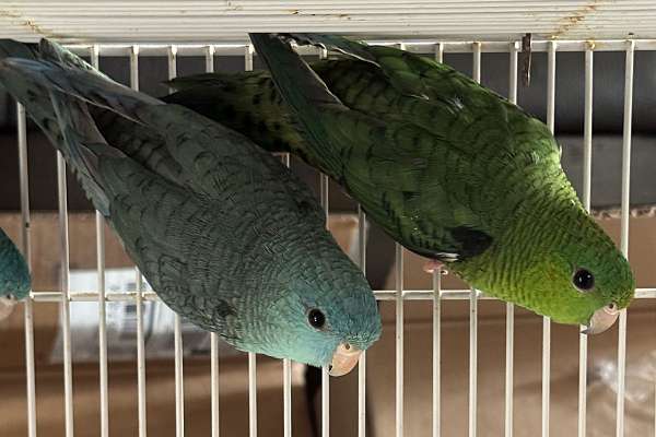 Lineolated parrots Linnies