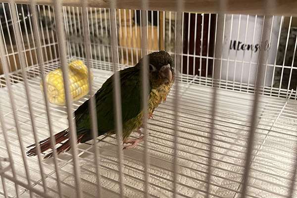 Conures