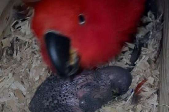 Red Sided Eclectus Baby