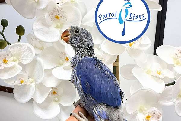 Baby Violet Cobalt Indian Ringneck Available at Parrot Stars!