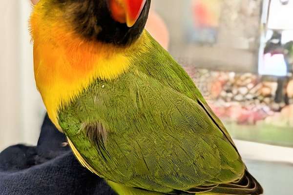 Twix, our Black Mask Lovebird