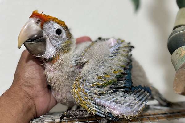 Beautiful Baby Macaws Hybrid Capri -High Red or High orange