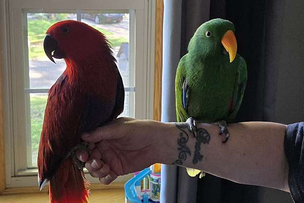 Eclectus pair
