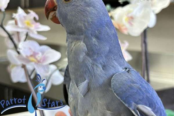 Baby Violet Cobalt Indian Ringneck Available at Parrot Stars!