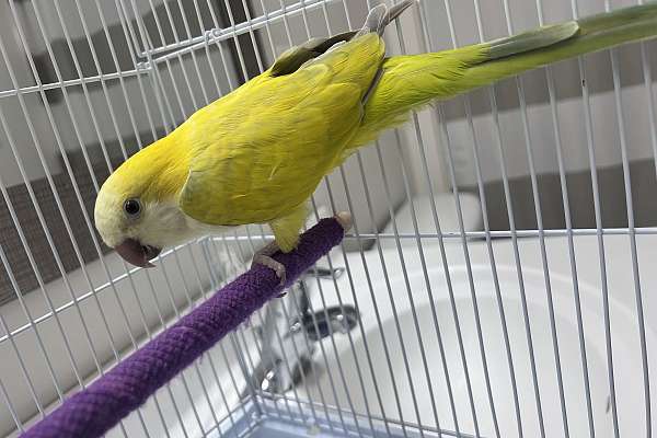 One-Year-Old Female Quaker Parrot – Gainesville, VA