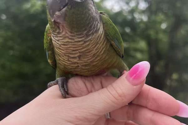Normal Green Cheek Conure Baby – Hatched April 5, 2025 – Male 203
