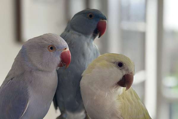 Indian ringneck Pair