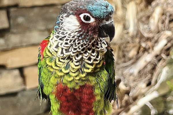 Rare Painted Conure